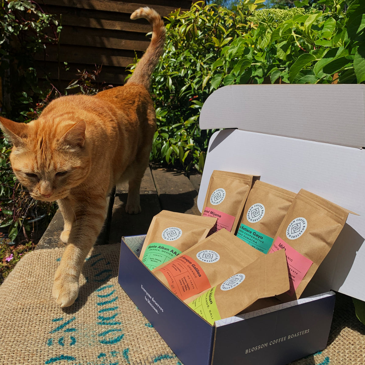 The Single-Origin Sampler Box – Blossom Coffee Roasters